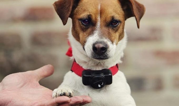 How To Train A Beagle With A Shock Collar? - We Love Doodles