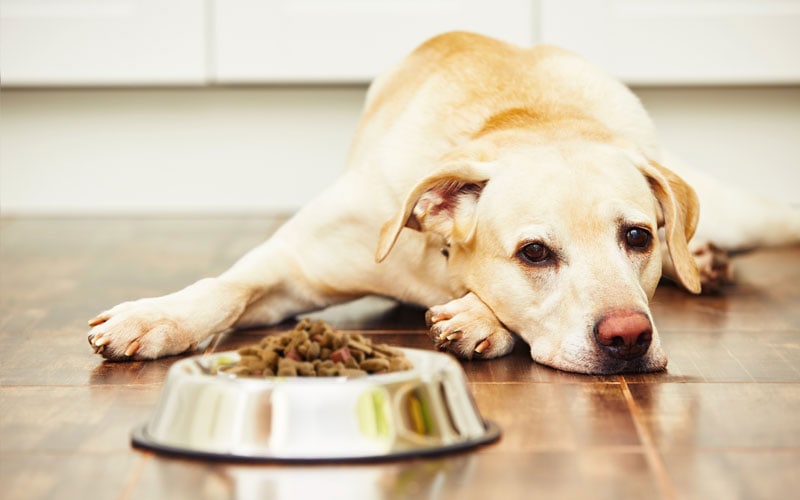 How to Force Feed a Dog: 3 Helpful Tips! (2024) - We Love Doodles