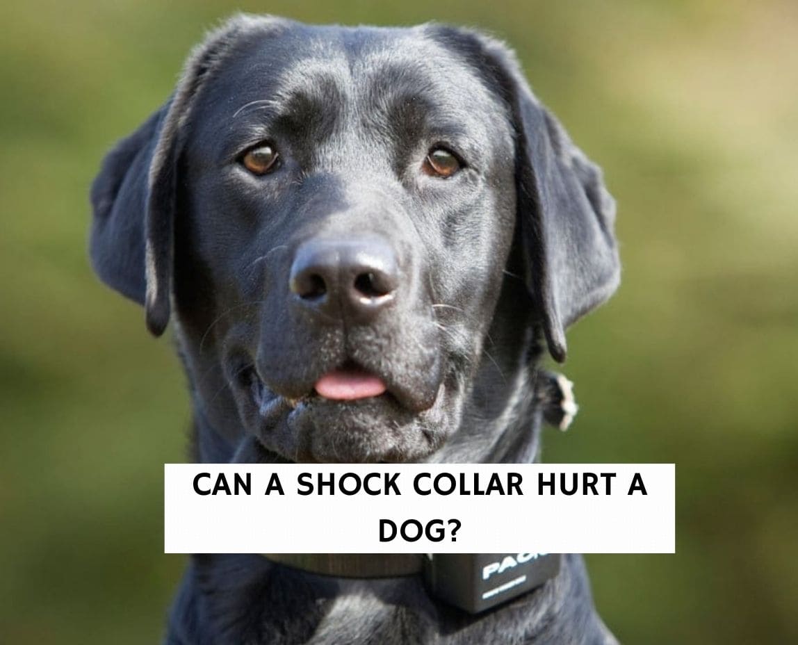 Can A Shock Collar Hurt A Dog 2023 We Love Doodles