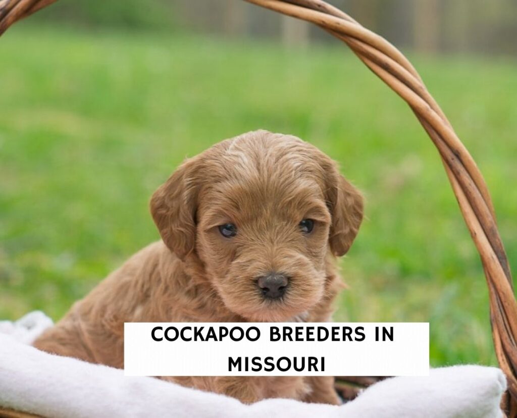 10 Best Cockapoo Breeders in Missouri! - We Love Doodles