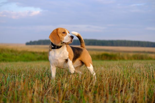 How To Train A Beagle With A Shock Collar? - We Love Doodles