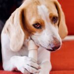 Beefhide vs. Rawhide Treats For Your Dog - We Love Doodles