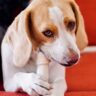 Beefhide vs. Rawhide Treats For Your Dog - We Love Doodles