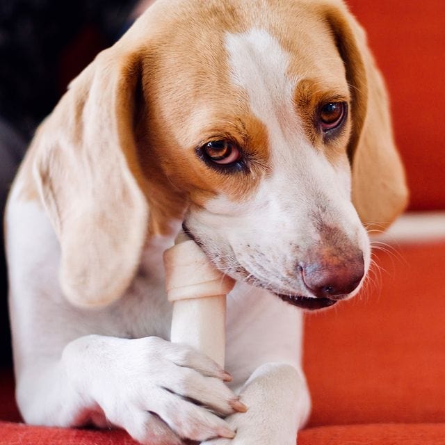 Beefhide vs. Rawhide Treats For Your Dog - We Love Doodles