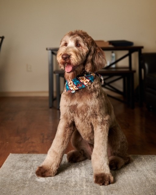 6 Best Giant Schnoodle Breeders in the U.S.! - We Love Doodles