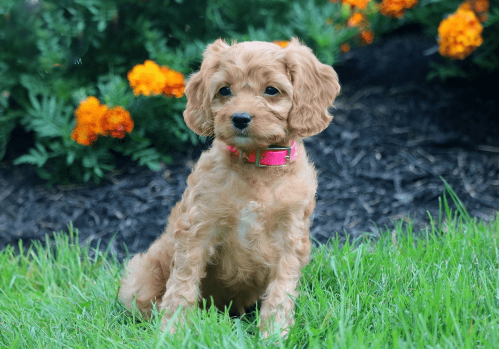 12 Best Cavapoo Breeders in the U.S.!