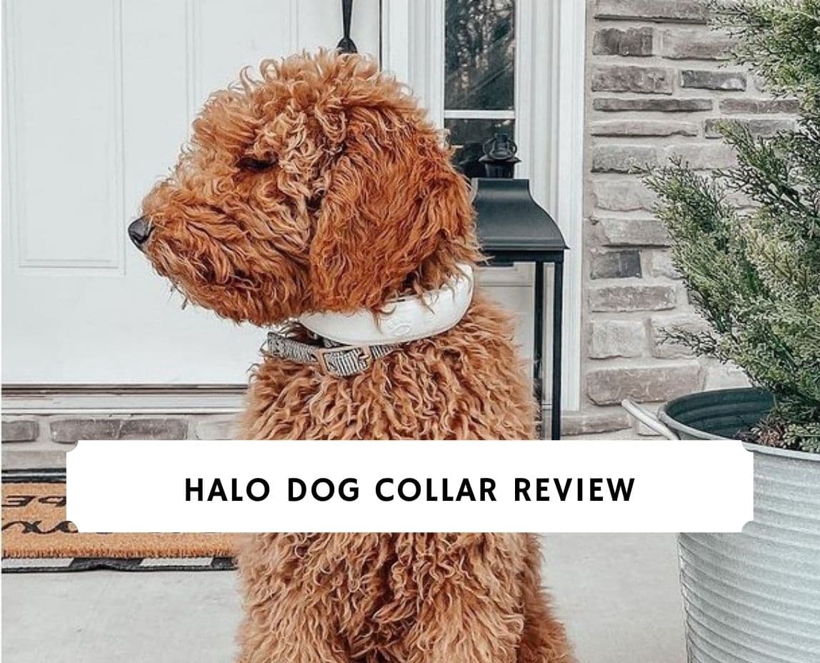 Halo Dog Collar Review Is It Worth The Cost 2023 We Love Doodles Halo Dog Collar Review Is It Worth The Cost 2023 We Love Doodles