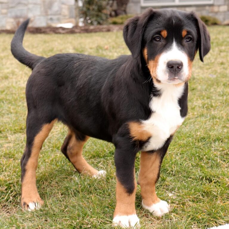 8 Best Shepadoodle Breeders in the United States! (2023) - We Love Doodles
