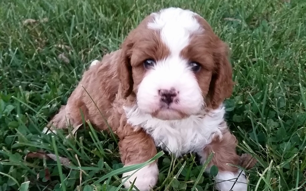 12 Best Cavapoo Breeders in the U.S.!