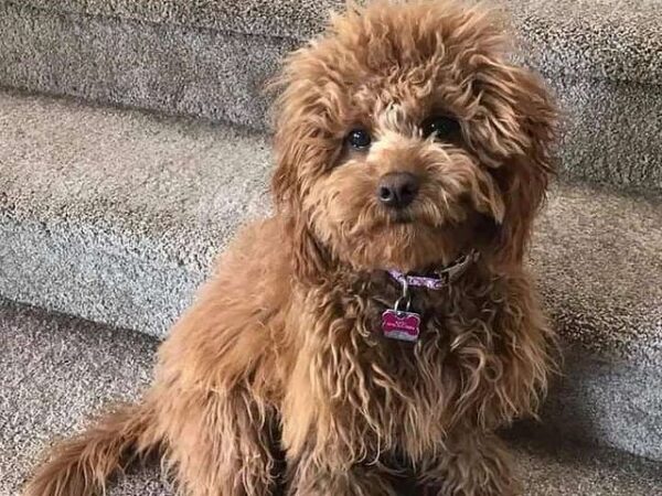 12 Best Cavapoo Breeders in the U.S.!