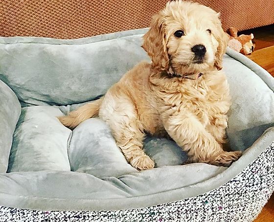 Best Goldendoodle Breeders in the Bay Area! - We Love Doodles