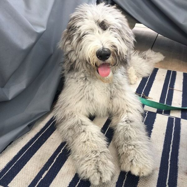 Do Sheepadoodles Shed? - We Love Doodles