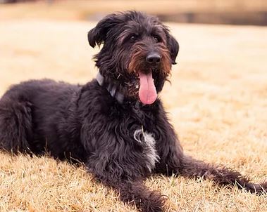 8 Best Shepadoodle Breeders in the United States! (2023) - We Love Doodles