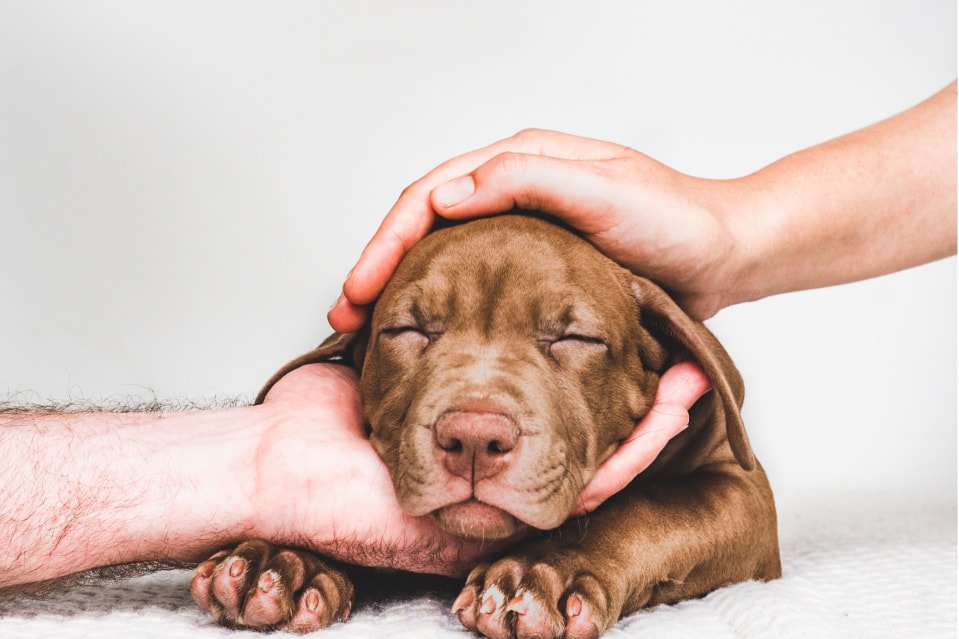 What Are The Overtired Puppy Symptoms? Vet Advice! (2024) - We Love Doodles