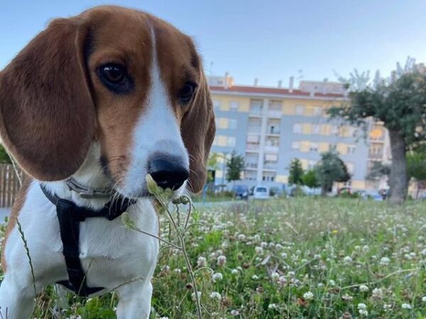 8 Best Beagle Breeders in Ohio!