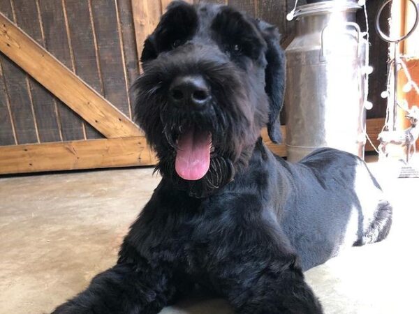 6 Best Giant Schnoodle Breeders in the U.S.! - We Love Doodles