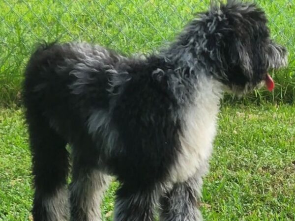6 Best Giant Schnoodle Breeders in the U.S.! - We Love Doodles