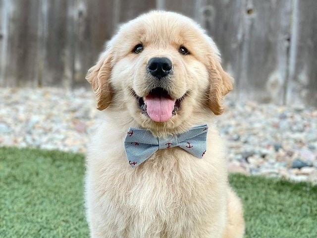 6 Best Golden Retriever Breeders in Florida!