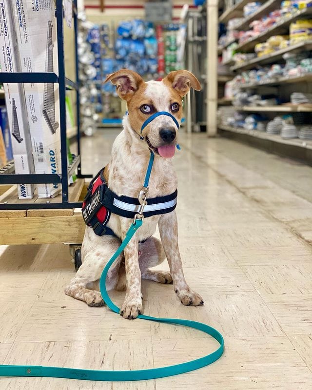 The 6 Best Dog Head Halters! - We Love Doodles