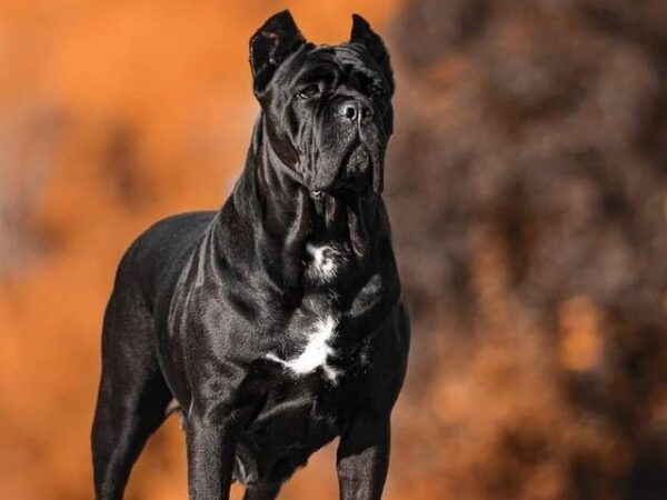 6 Best Dog Foods for Mastiffs! - We Love Doodles