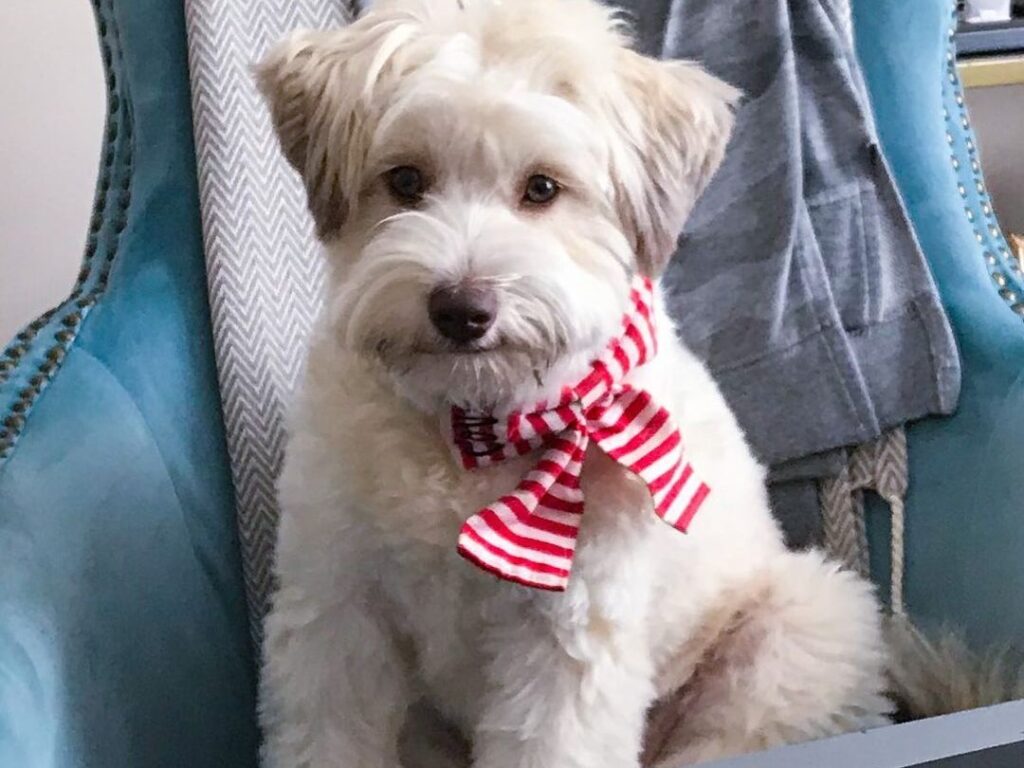6 Best Mini Schnoodle Breeders in the U.S.! - We Love Doodles