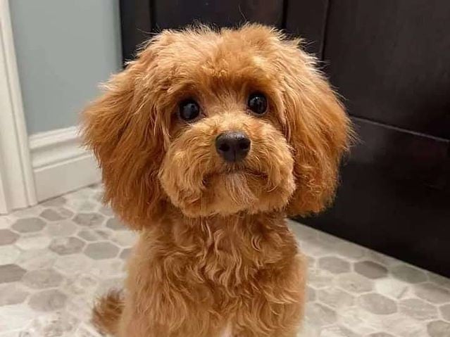 12 Best Cavapoo Breeders in the U.S.!