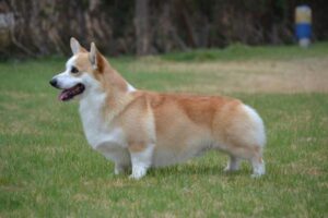 8 Best Corgi Breeders in Colorado! - We Love Doodles