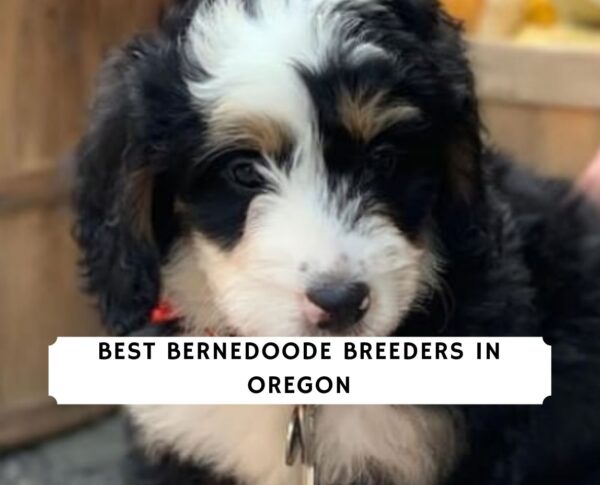 4 Best Bernedoodle Breeders in Oregon! - We Love Doodles