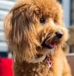 Best Bolonoodle Dog Breed Guide! - We Love Doodles