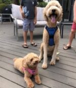 Best Bolonoodle Dog Breed Guide! - We Love Doodles