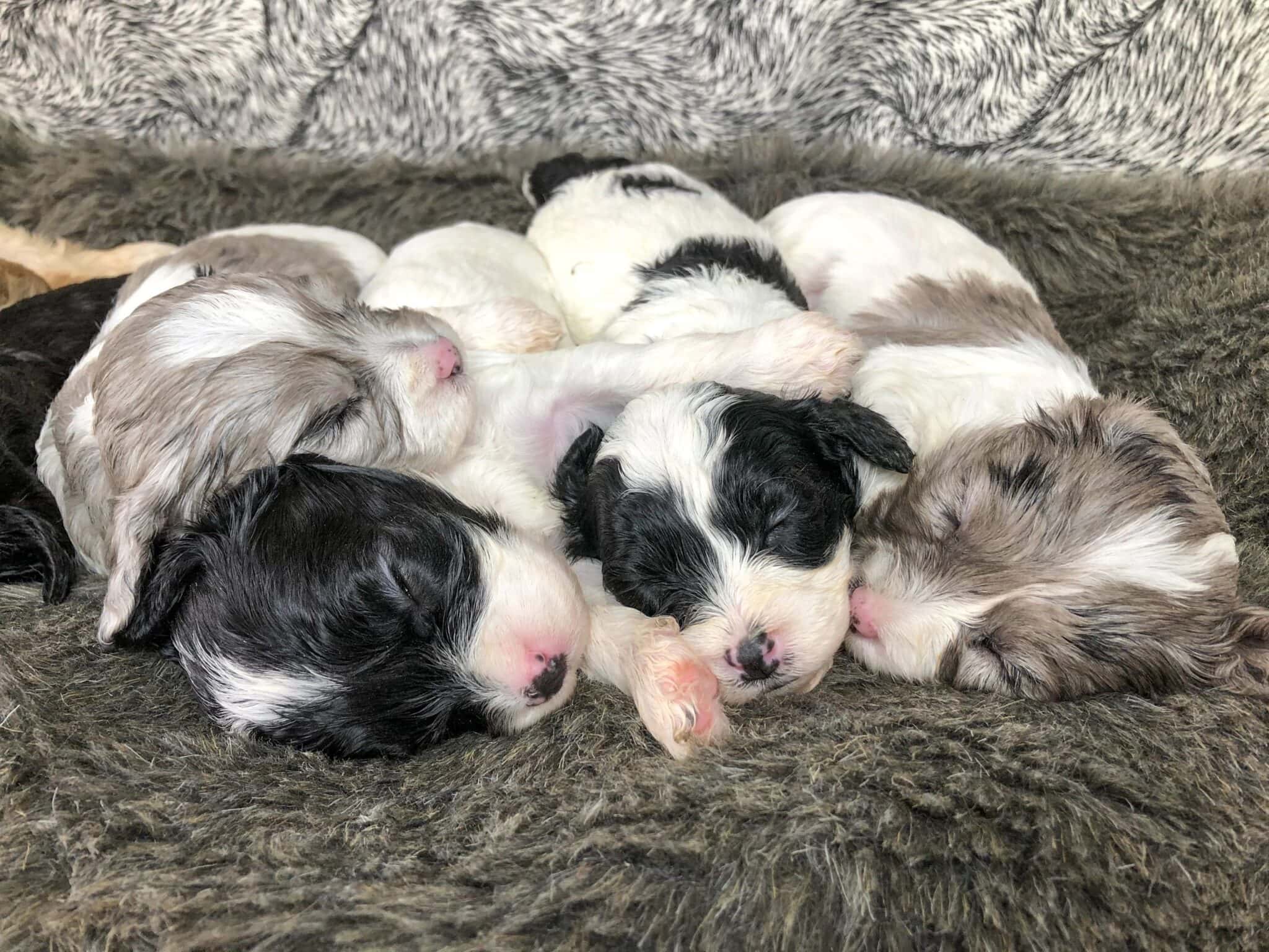 Aussiedoodle Puppies in Oregon - Top 4 Breeders! - We Love Doodles