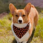 8 Best Corgi Breeders in Colorado! - We Love Doodles