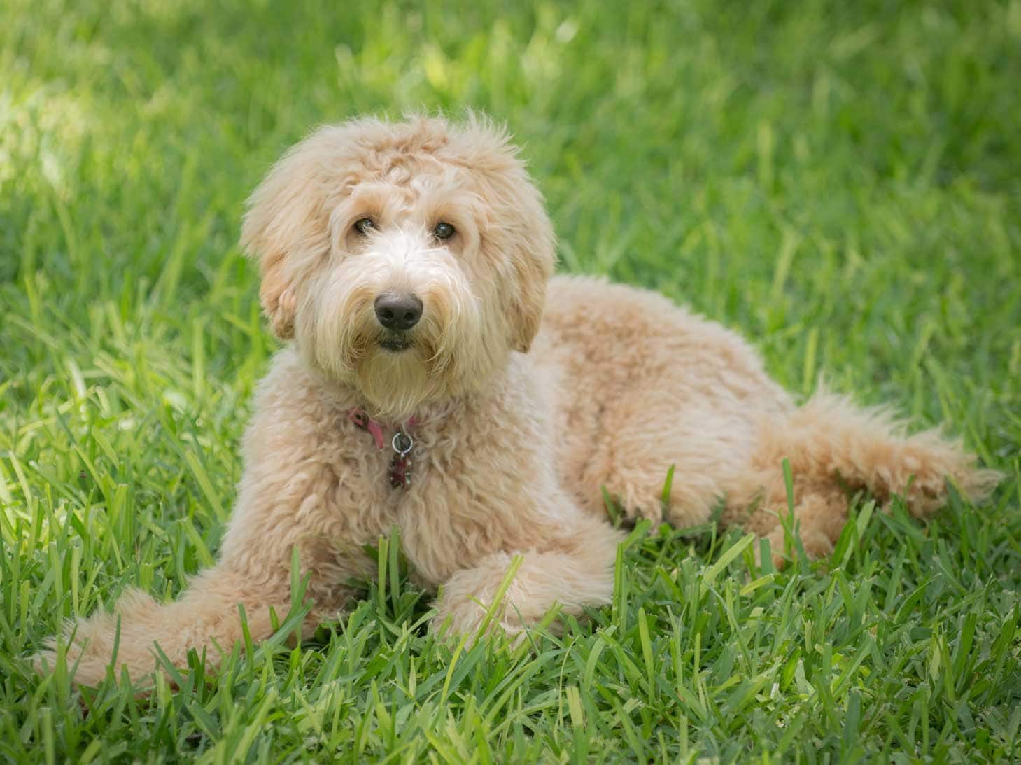 6 Best Australian Labradoodle Breeders In Texas! - We Love Doodles