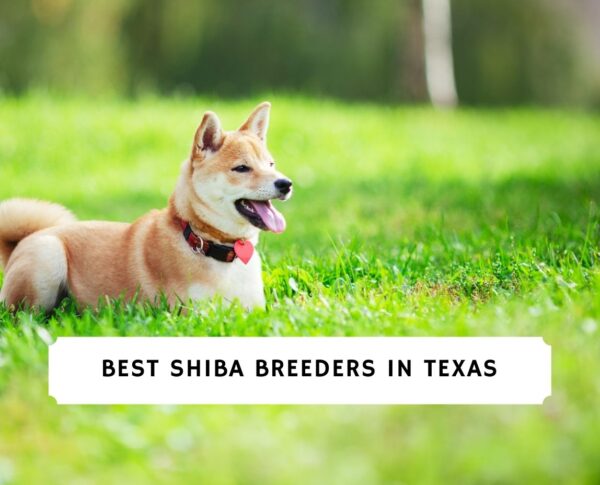7 Best Shiba Breeders in Texas! - We Love Doodles