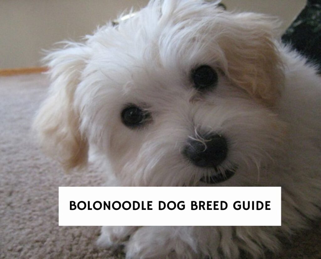 Best Bolonoodle Dog Breed Guide!