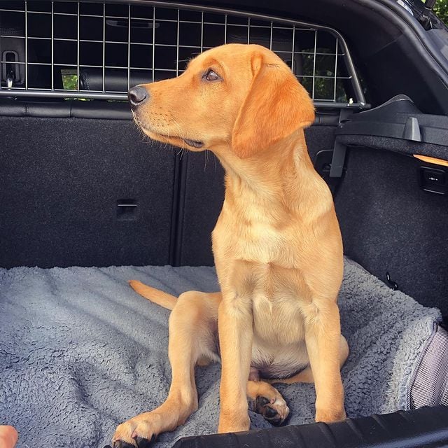 The 10 Best Subaru Outback Dog Barriers + Other Models! - We Love Doodles