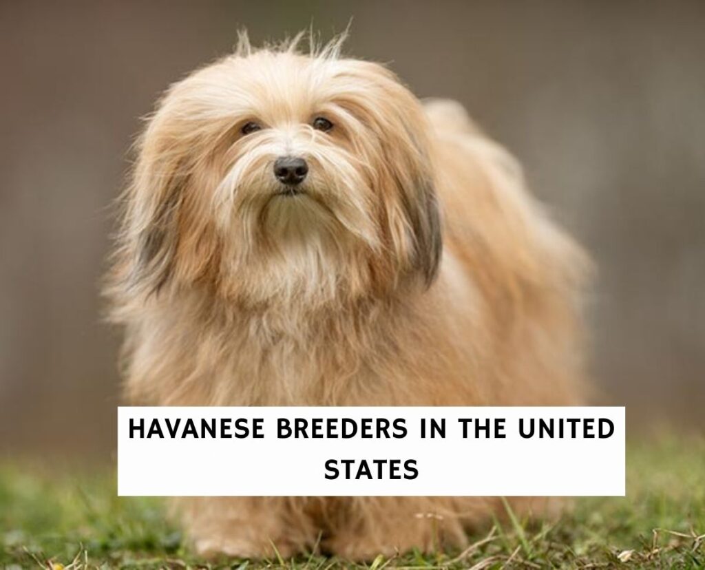 10 Best Havanese Breeders in the USA! - We Love Doodles