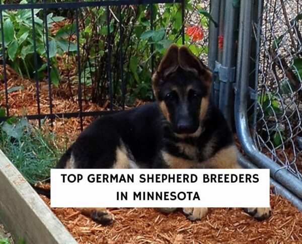 6 Best German Shepherd Breeders in Minnesota! - We Love Doodles
