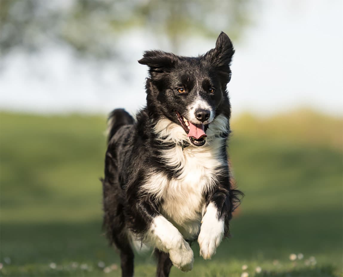 9 Popular Border Collie Mixed Breeds! - We Love Doodles