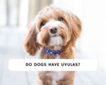 Do Dogs Have Uvulas?