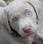 Labrador Retriever Puppies in New Jersey: Best 13 Breeders! (2023) - We ...