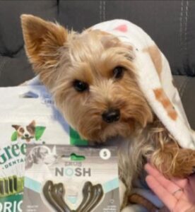 7 Best Yorkie Breeders in Minnesota! - We Love Doodles