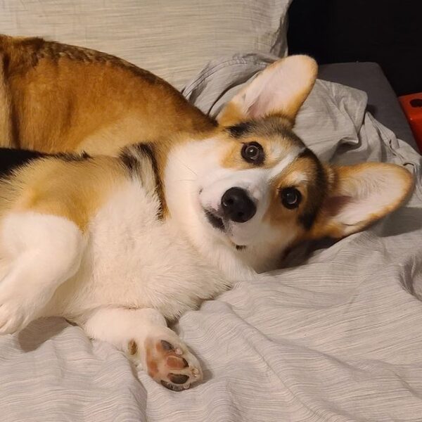 The 14 Best Pet Hair Resistant Bedding! (2024) - We Love Doodles