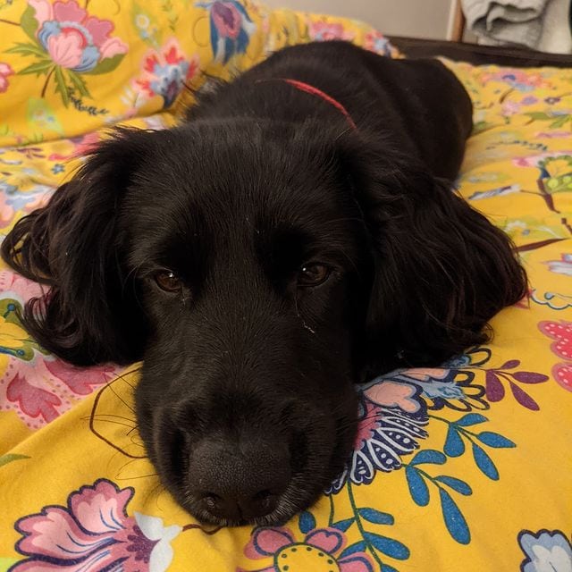 The 14 Best Pet Hair Resistant Bedding! (2024) - We Love Doodles