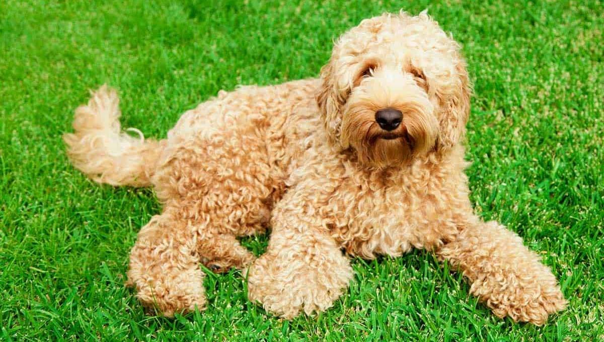 5 Adult Goldendoodle Breeders & Rescues! (2024) - We Love Doodles