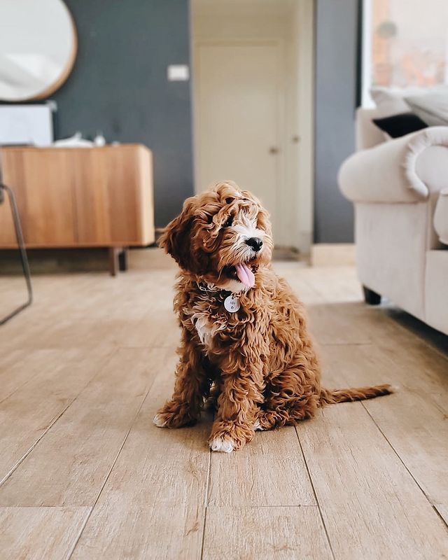Mini Cavapoo Puppies for Sale – Top 6 Breeders! - We Love Doodles