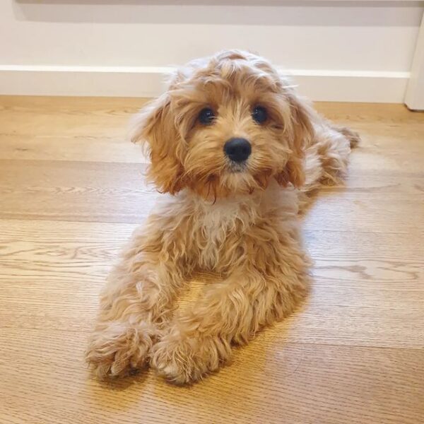 Mini Cavapoo Puppies for Sale – Top 6 Breeders! - We Love Doodles