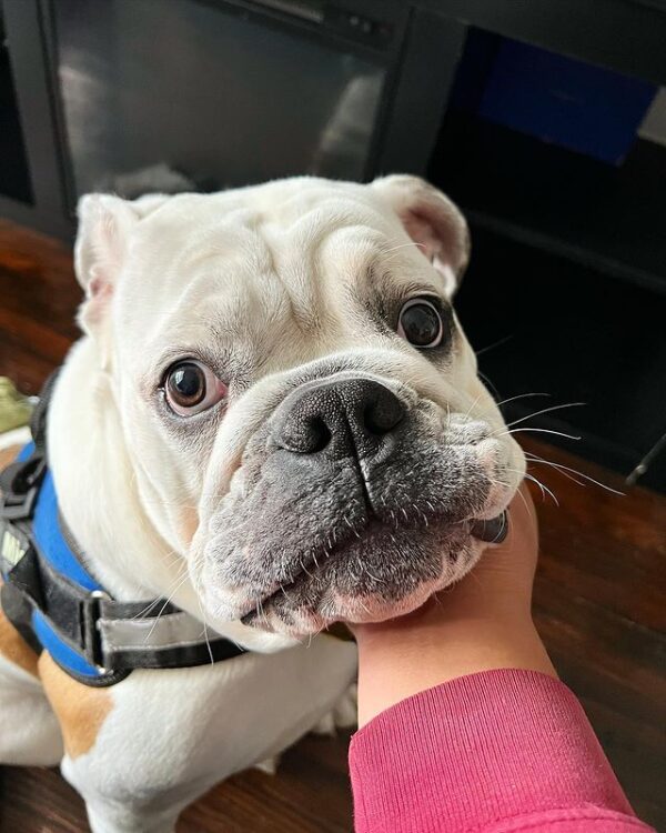 9 Scrunchy-Faced Dog Breeds with Pictures! - We Love Doodles