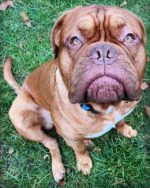 9 Scrunchy-Faced Dog Breeds with Pictures! - We Love Doodles