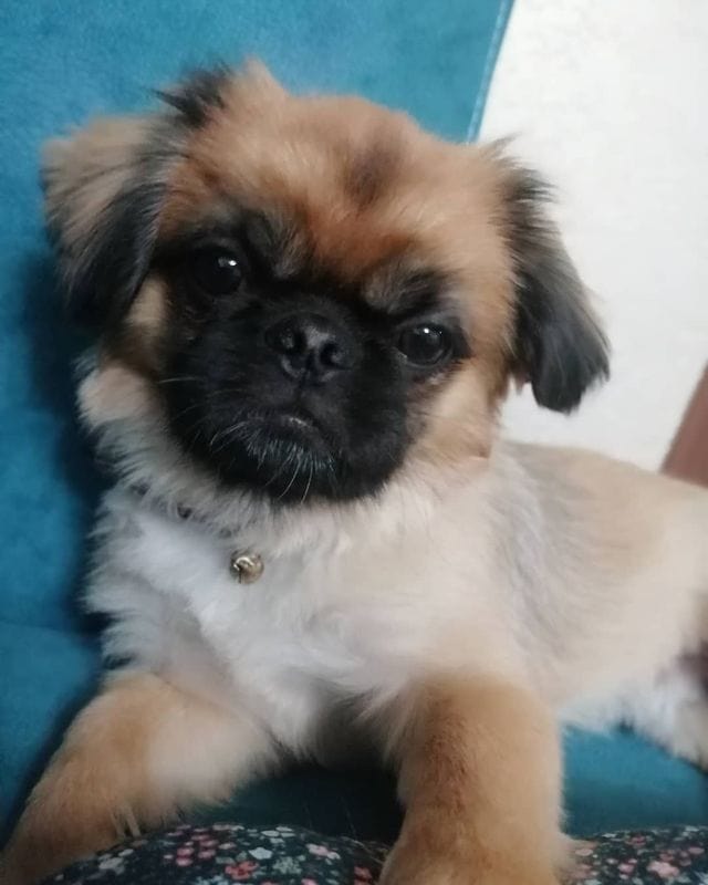 9 Scrunchy-Faced Dog Breeds with Pictures! - We Love Doodles